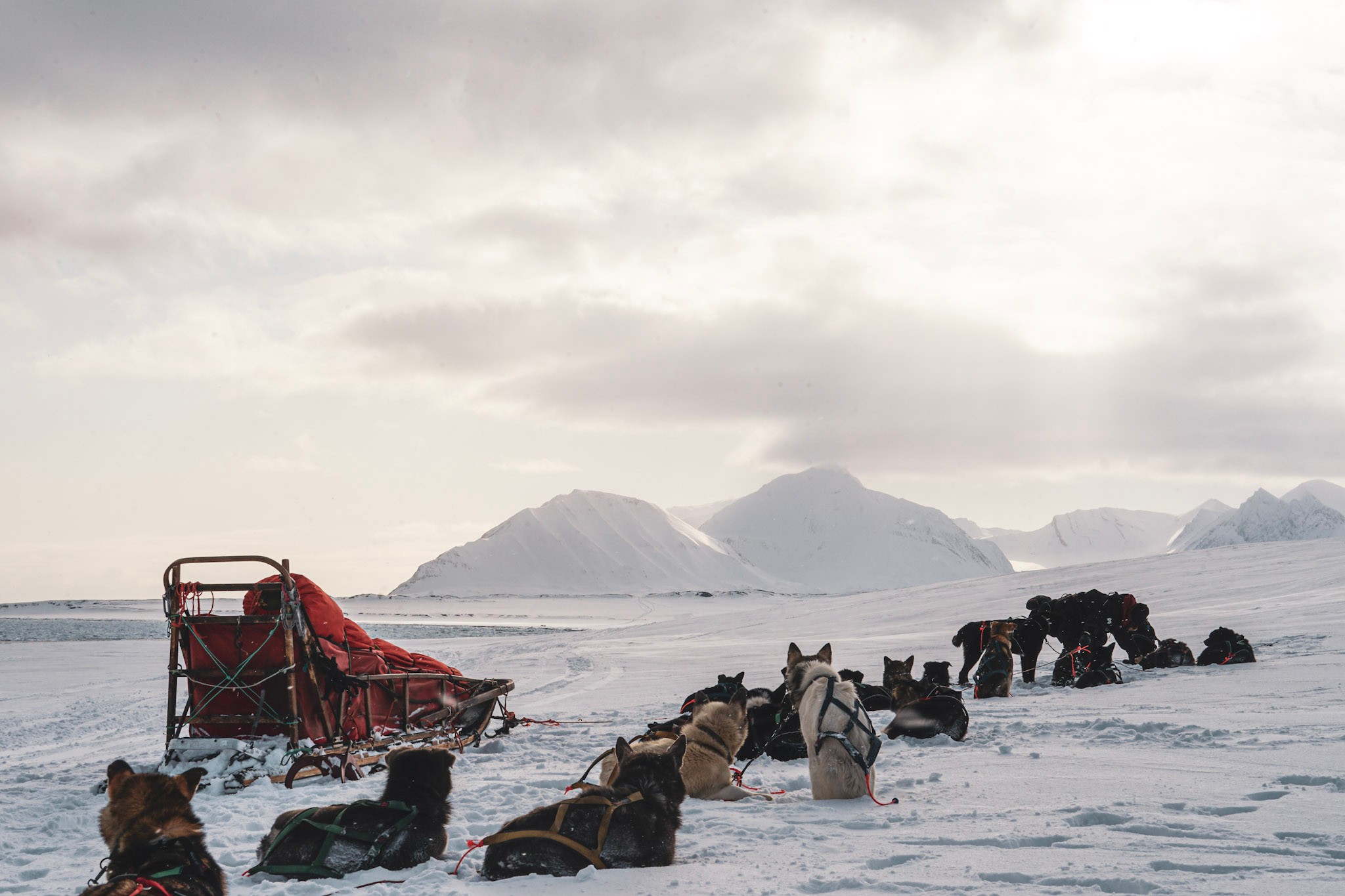 Arctic Husky Travellers – A special way to travel the Arctic